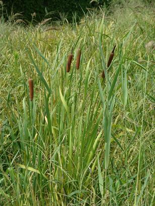 Typha orientalis C. Presl